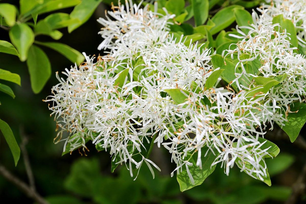 Fringe Tree | Keep Bartow Beautiful