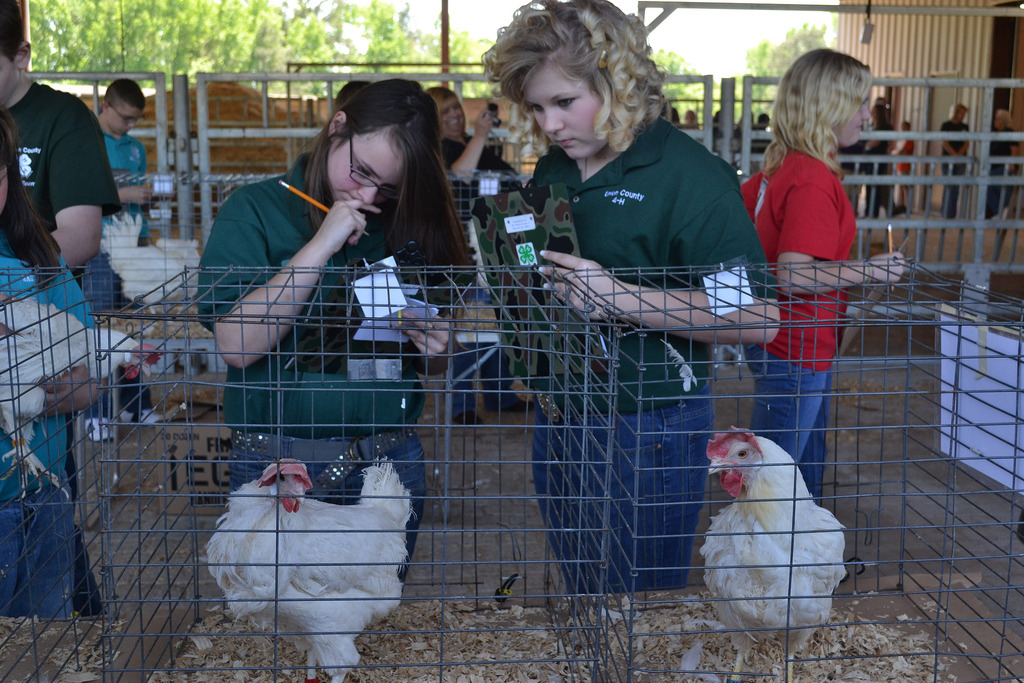 Poultry Judging | Extension / 4-H Military Outreach Programs