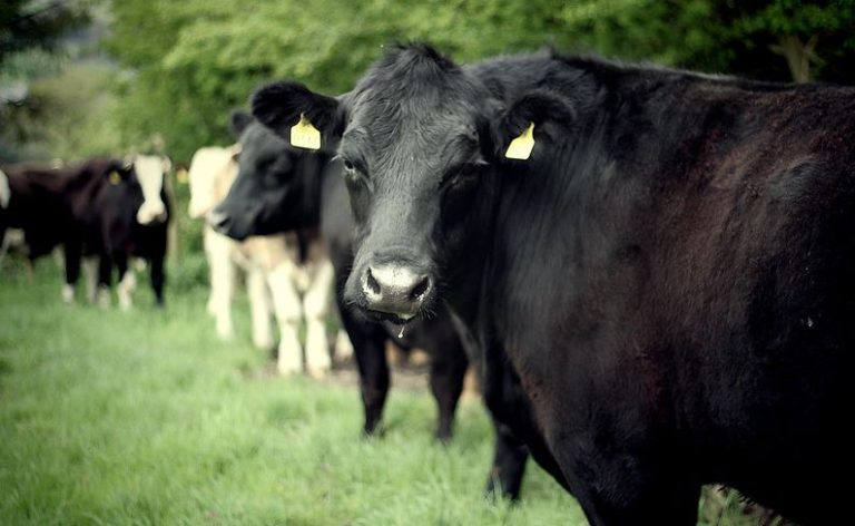 Where’s the Beef? Understanding beef processing and yield loss ...