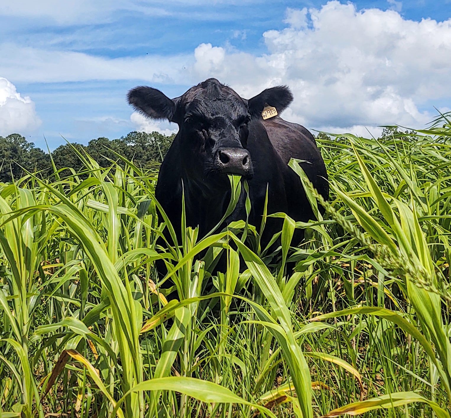 Boost Cattle Nutrition with Summer Annuals | Oglethorpe County Extension Blog