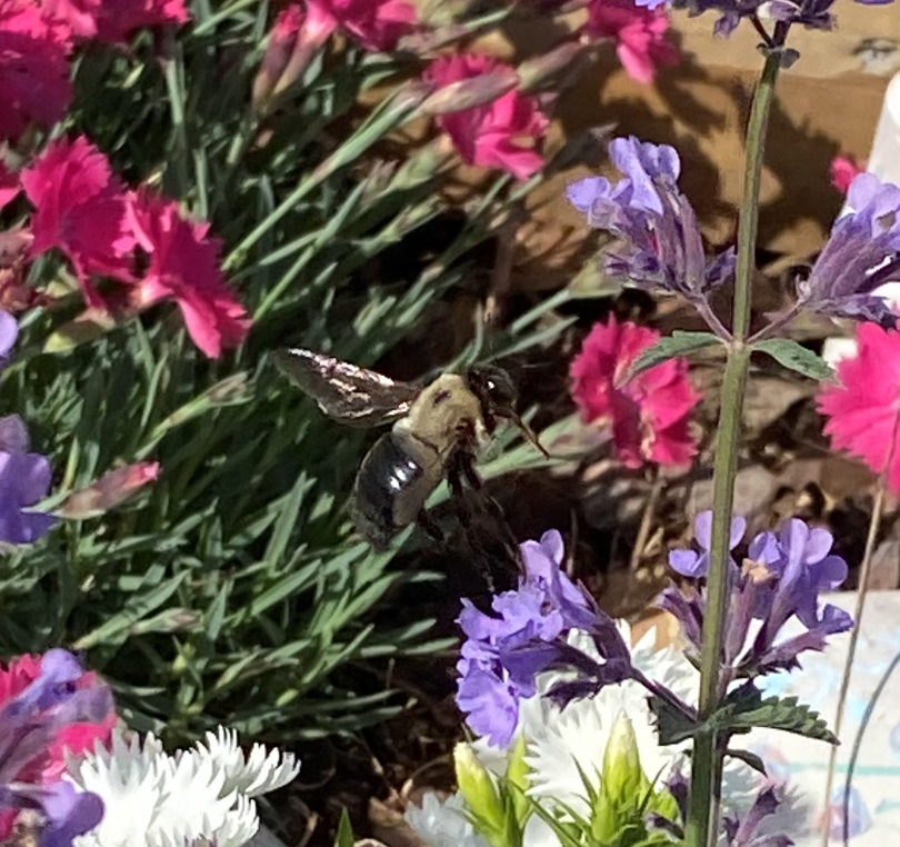 Pollinators’ Garden: Be a Bee | Paulding Vine