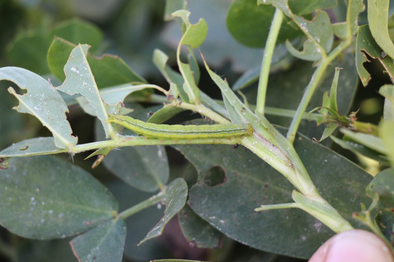 UGA Peanut Entomology | Insect management updates for the peanut industry