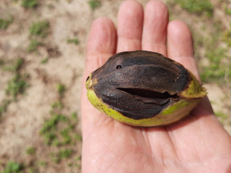 Shuck Decline | UGA Pecan Extension