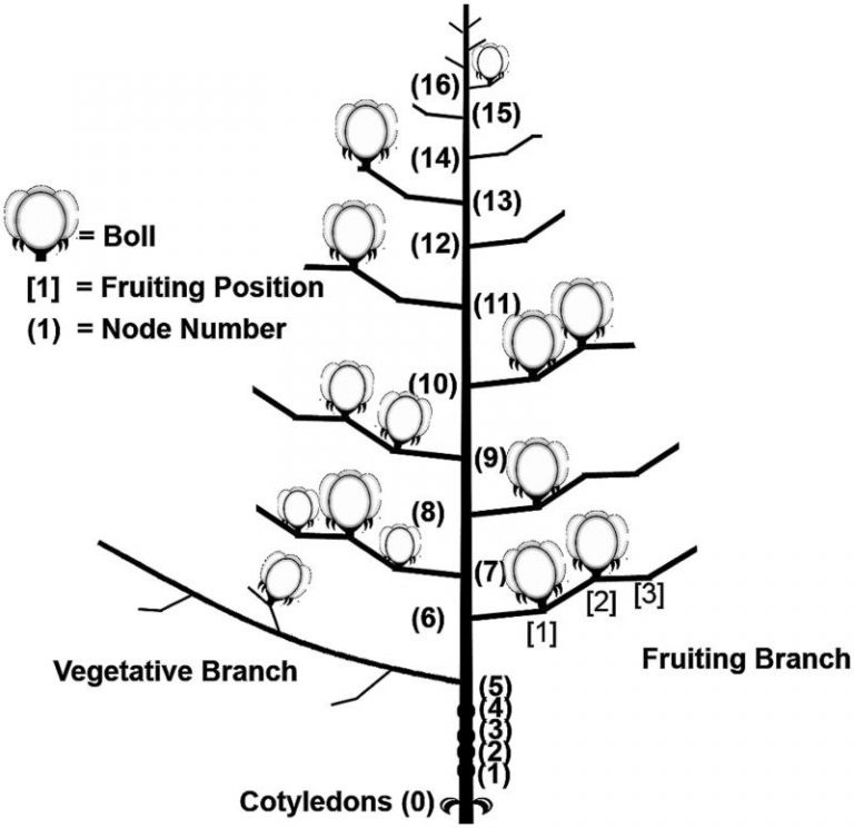 Cotton Defoliation / Harvest Aid Tips | Plow Points