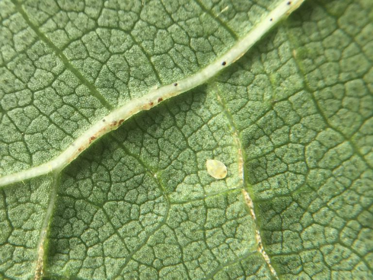 Whiteflies in Cotton – Watch OUT!! | Plow Points