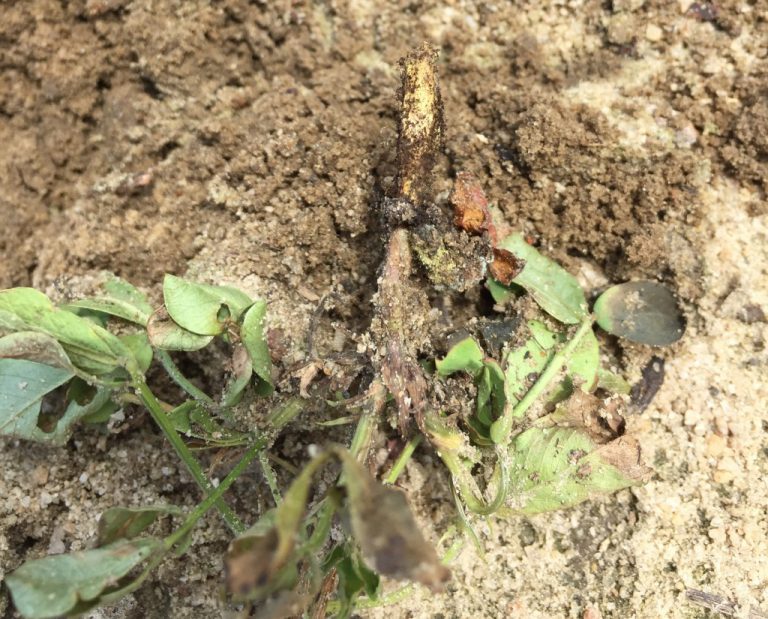 Aspergillus Crown Rot in Peanut | Plow Points
