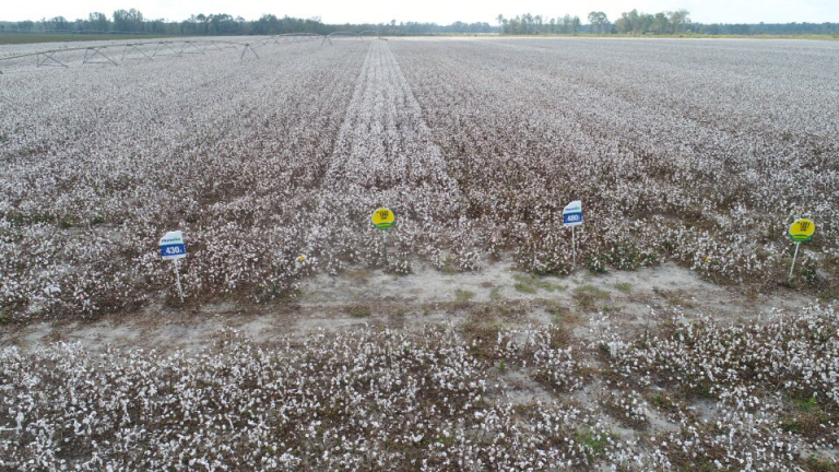 Cotton Defoliation | Plow Points