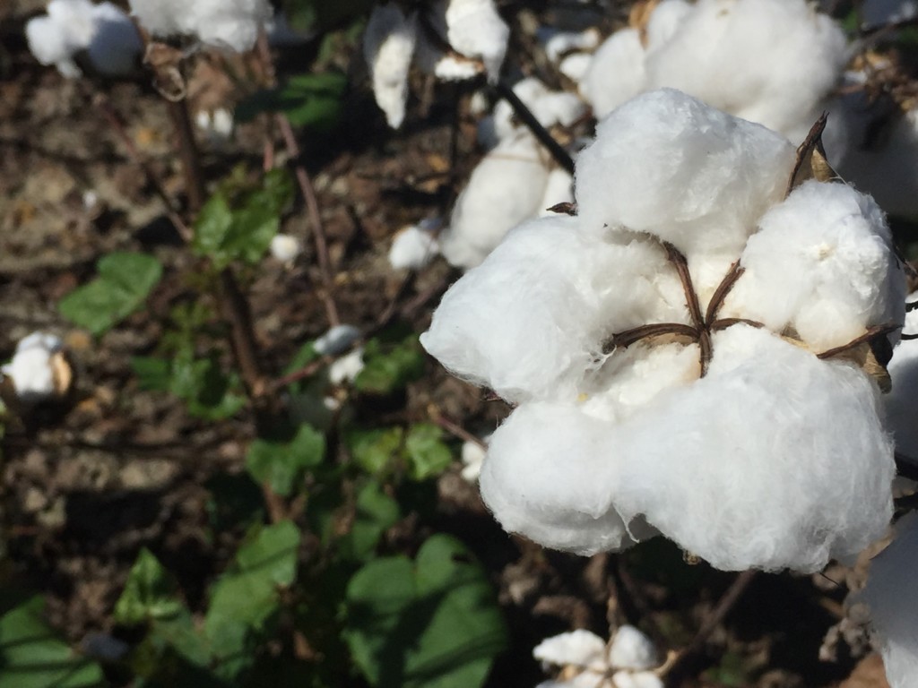 Cotton Defoliation Plow Points Cotton Defoliation Plow Points
