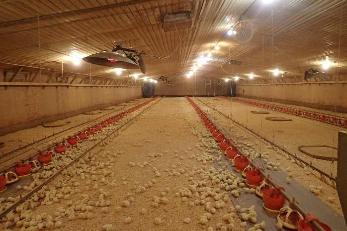 Five Common Issues During Brooding | Poultry Tips