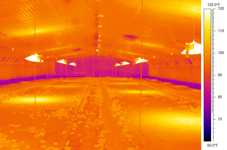 Five Common Issues During Brooding | Poultry Tips