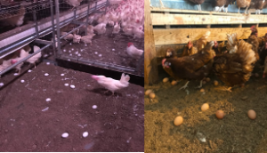 Cage-free Hen House Floor Egg Management | Poultry Tips