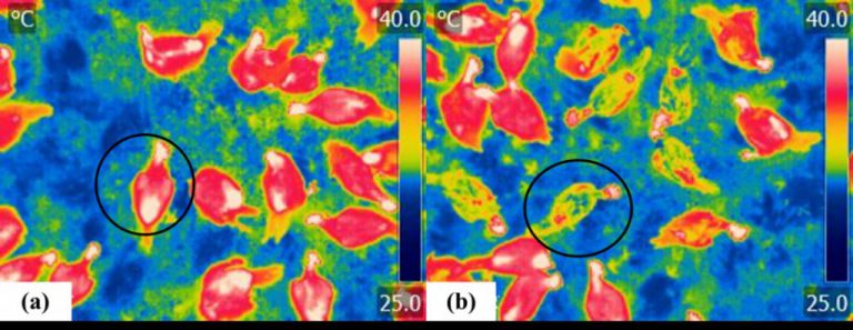 Poultry Tips | UGA Department of Poultry Science Extension