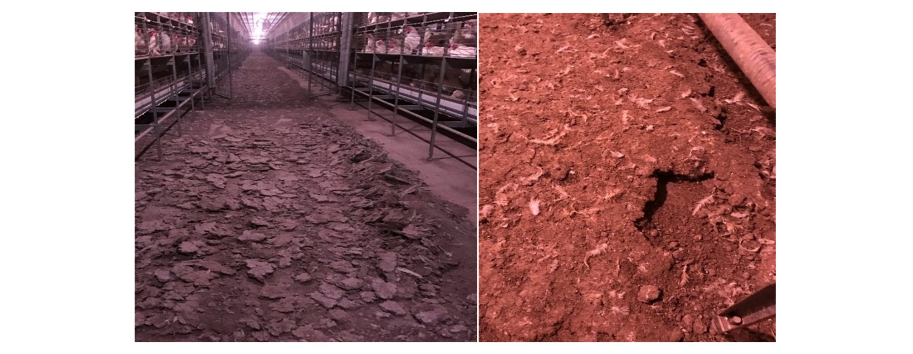 Manure Drying Methods in Layer Houses | Poultry Tips