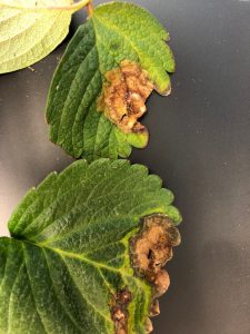 Strawberry Disease Surge | Strawberry News