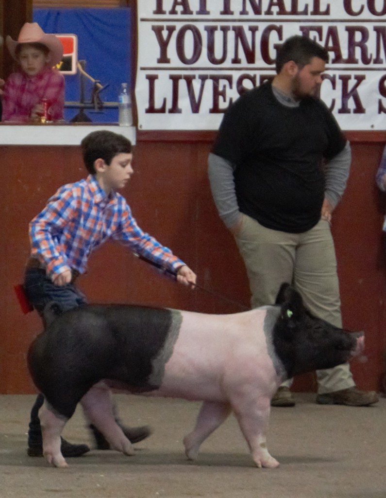 4-H’ers Compete in Tattnall County Young Farmers Livestock Show ...