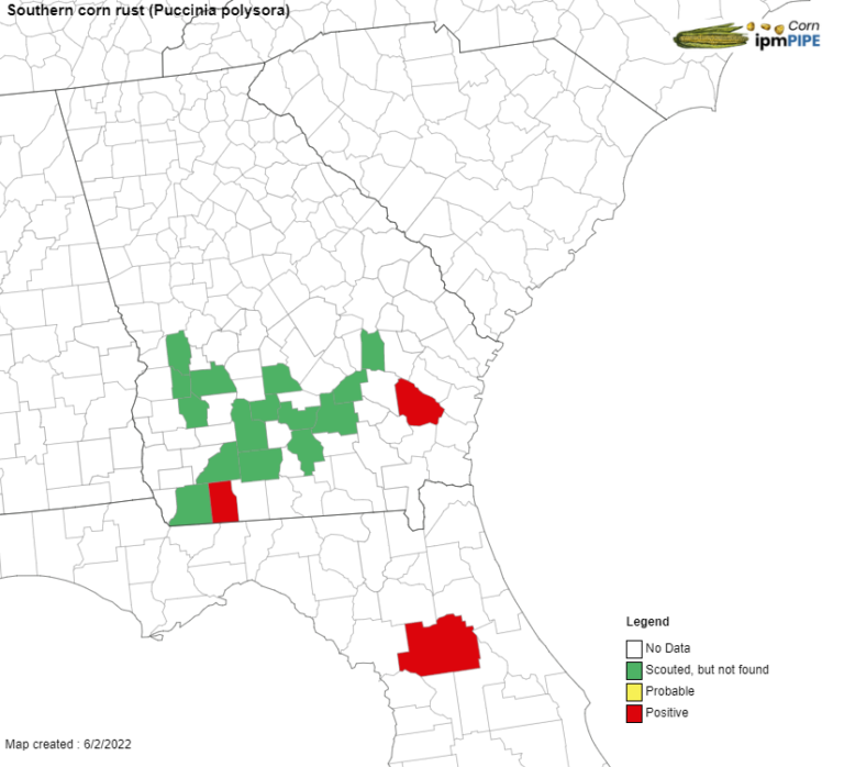 Early Cases of Southern Corn Rust in Georgia | Tift County Extension ...