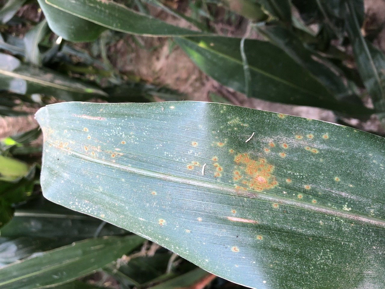 County Update 6/22/2023 | Tift County Extension Producer Updates
