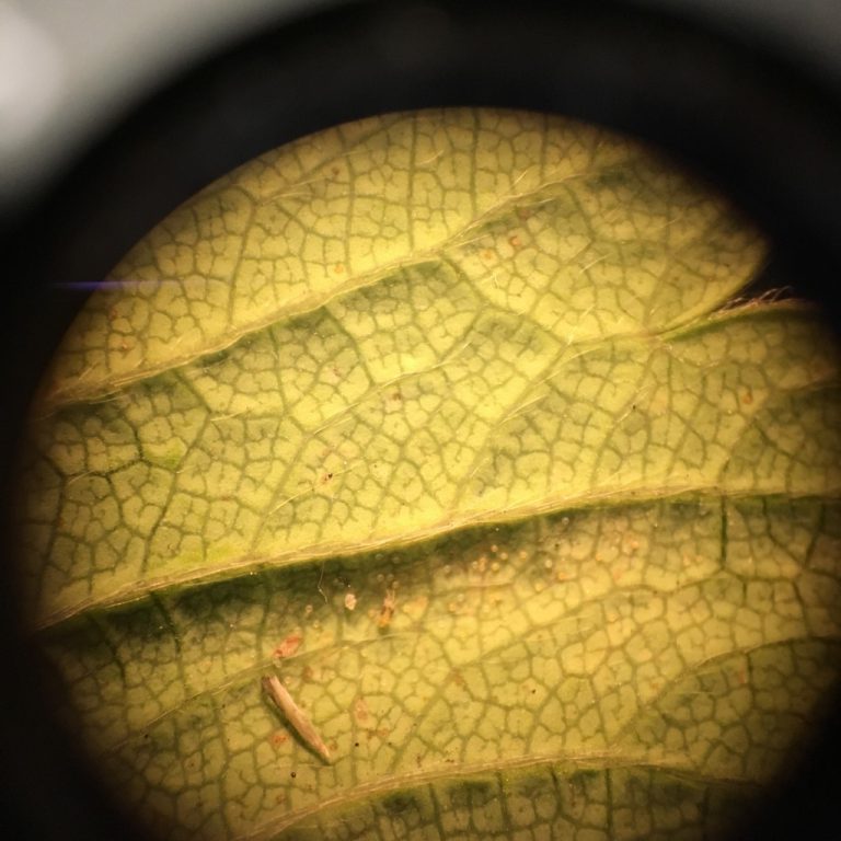 Spider Mites in Strawberries | Wilcox County Ag