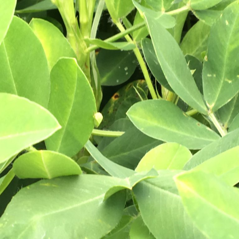 Summer Peanut Insects | Wilcox County Ag