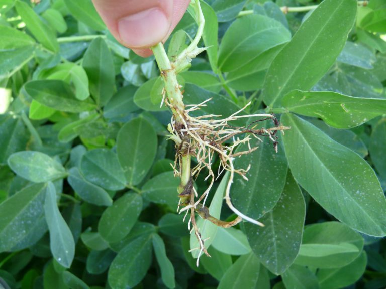 Summer Peanut Insects | Wilcox County Ag