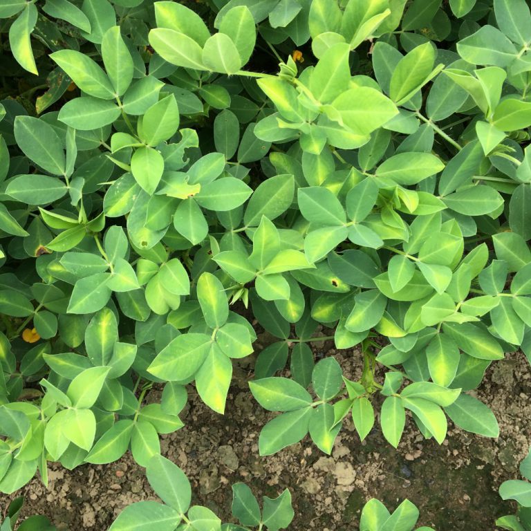 Summer Peanut Insects | Wilcox County Ag