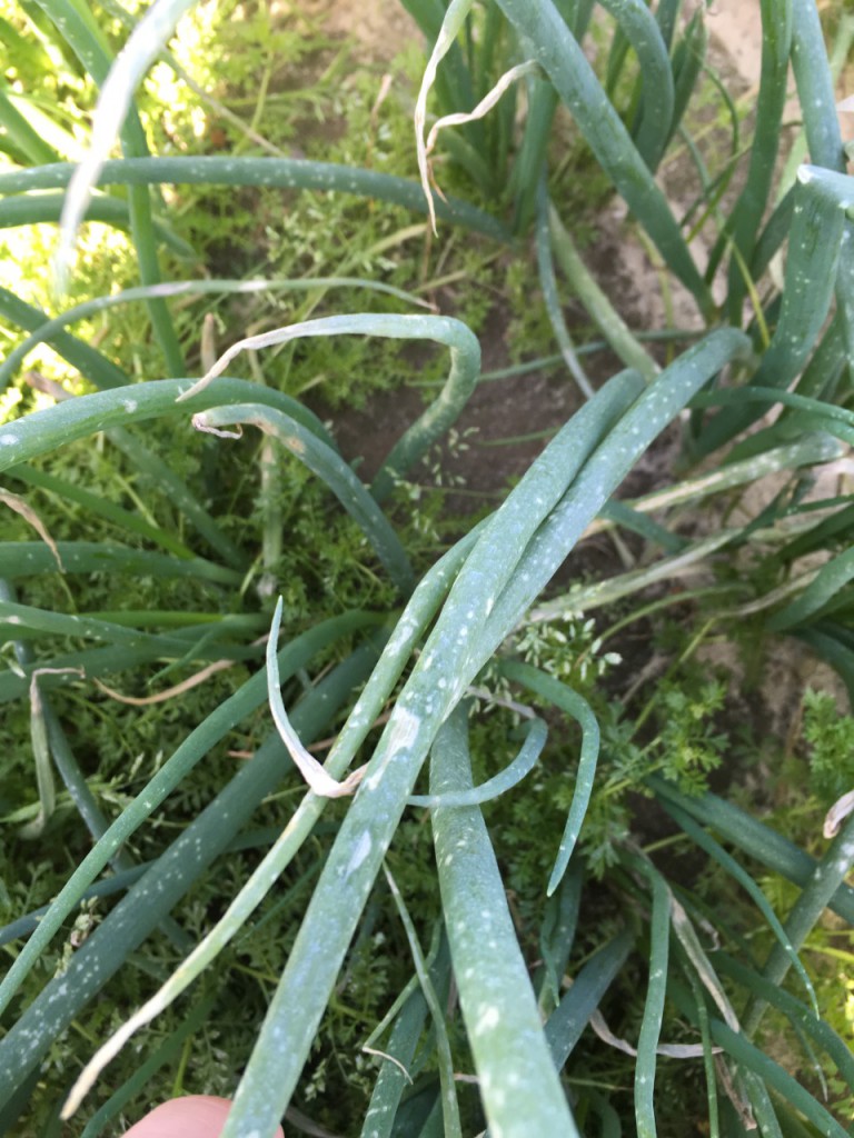 Botrytis in Onion Field | Worth County Ag News
