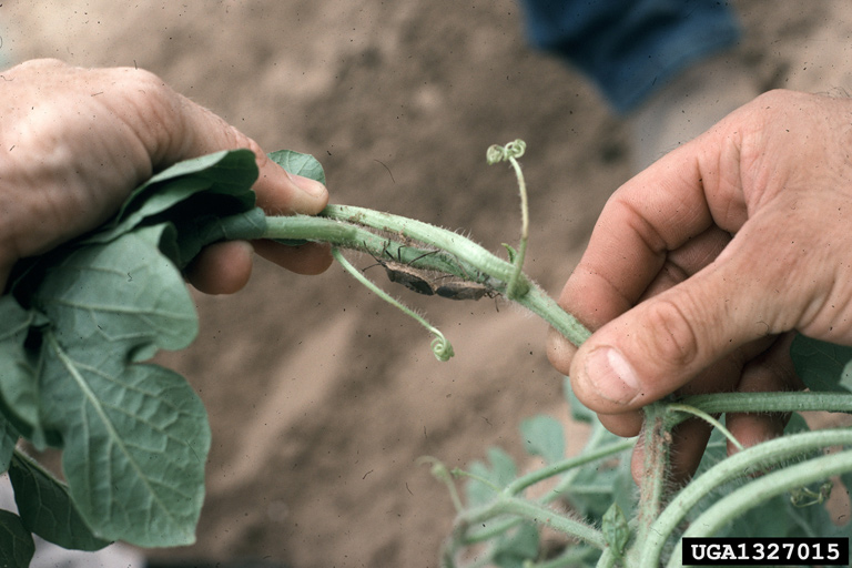 Squash Bugs in Watermelon | Worth County Ag News