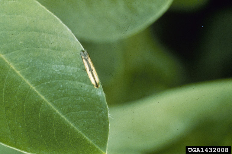 Early-Season Peanut Insects | Worth County Ag News