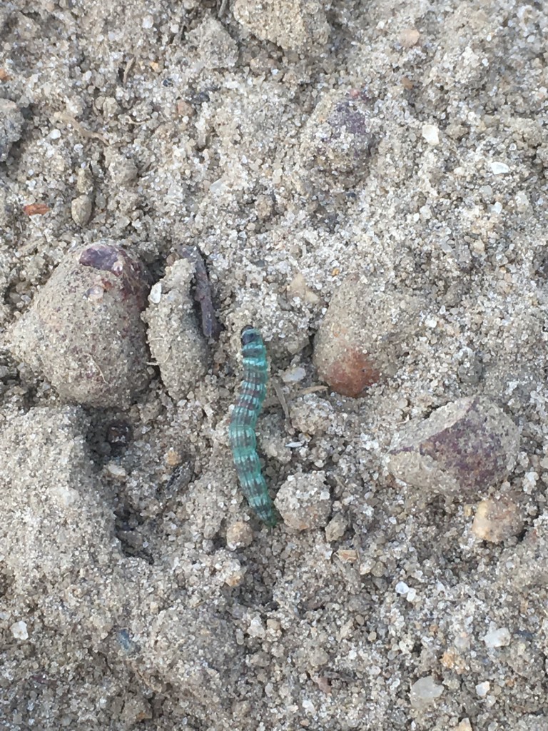 Early-Season Peanut Insects | Worth County Ag News